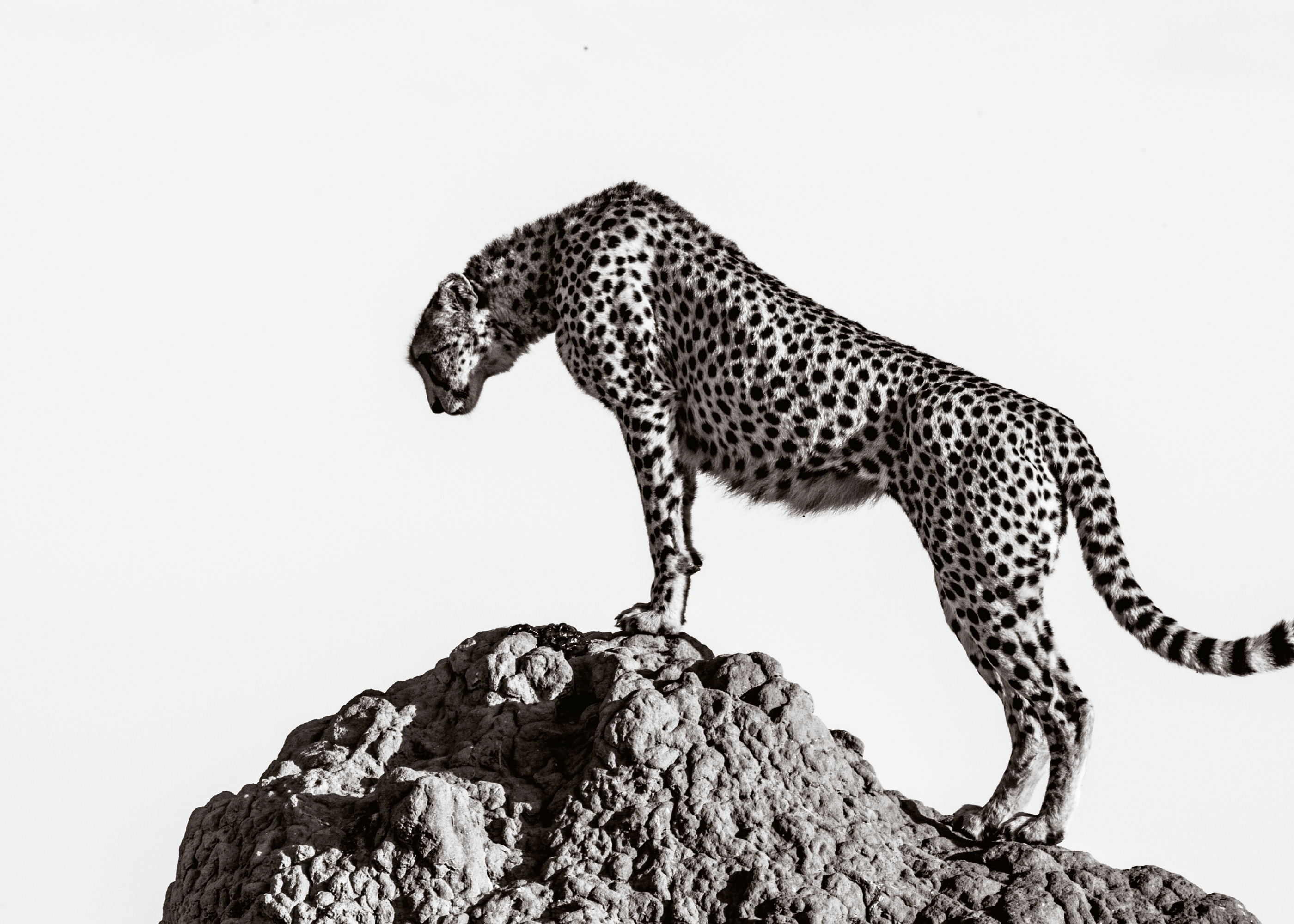 ali - Guépard sur les rochers Poster